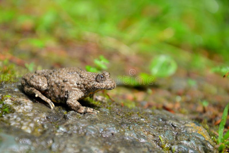 Sapo-parreira (Bombina Variegata) Imagem de Stock - Imagem de animal ...
