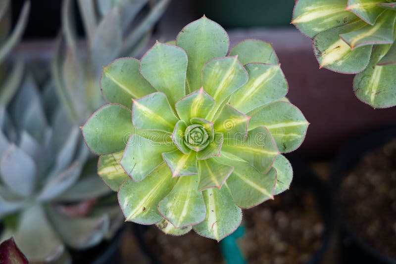 Variegated Aeonium Kiwi Succulent in the Pot Stock Photo - Image of ...