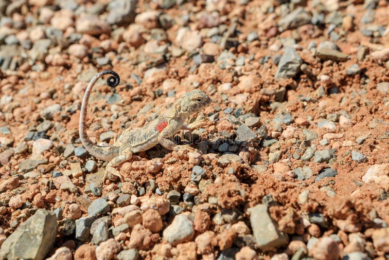 Variegated Agama of the Gobi Desert, Mongolia Stock Photo - Image of ...