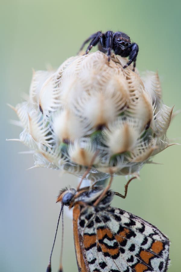 Variegated Butterfly and a Spider on a Flower. Stock Photo - Image of ...