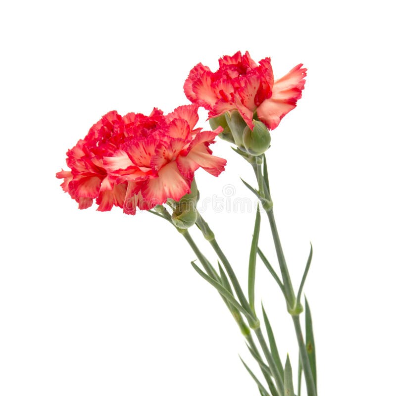 Variegated carnation stock image. Image of scented, vareigated - 61884177