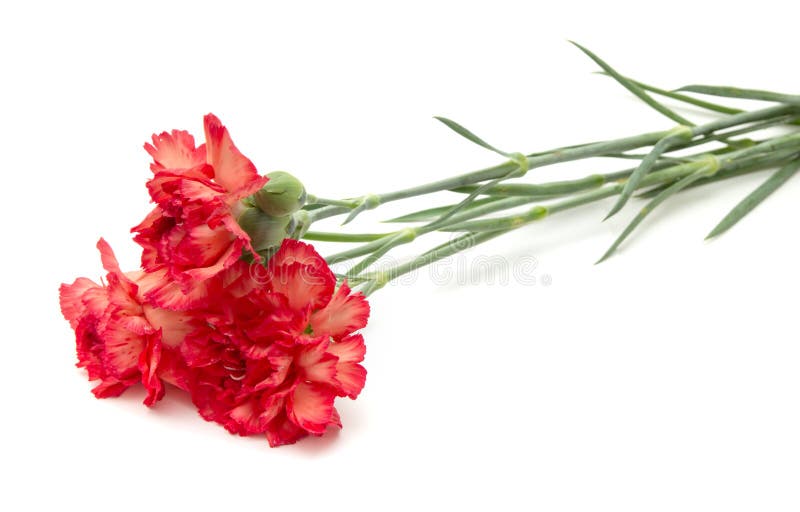 Variegated carnation stock image. Image of caryophyllus - 60974861