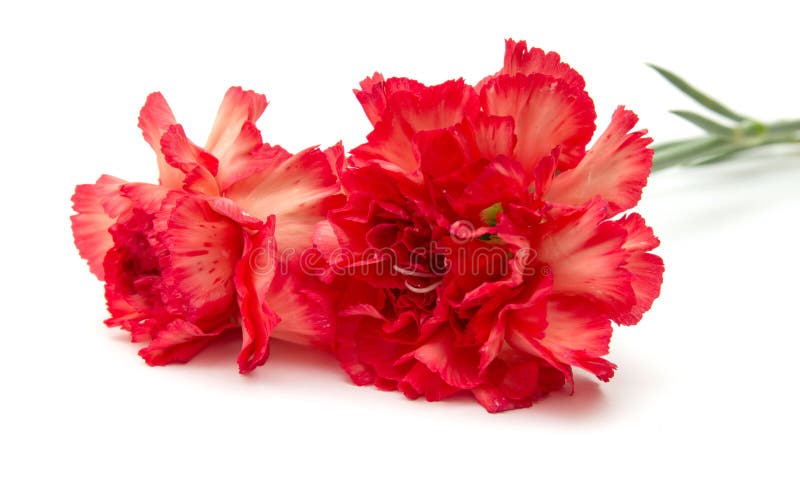 Variegated carnation stock image. Image of natural, plant - 60989241