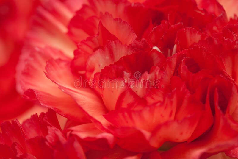 Variegated carnation stock image. Image of dianthus, floral - 61884173