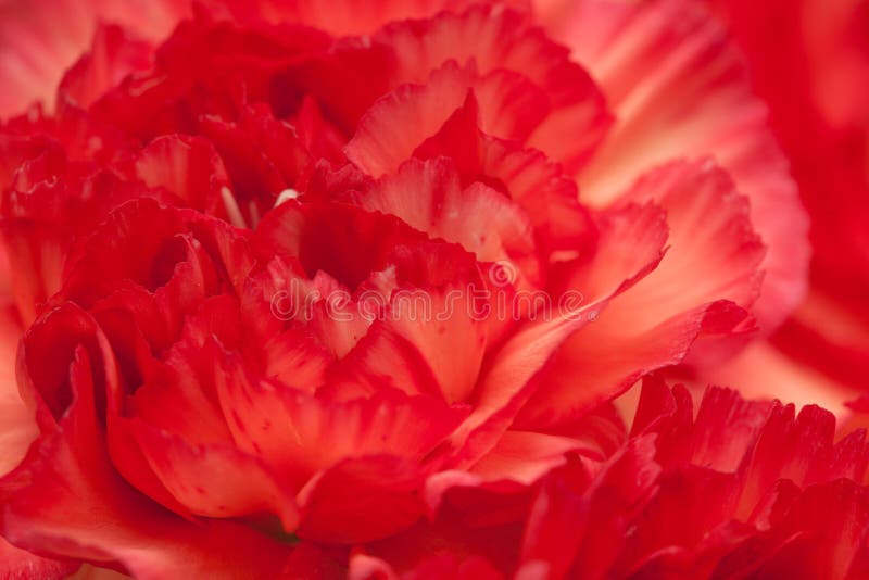 Variegated carnation stock image. Image of scented, vareigated - 61884177