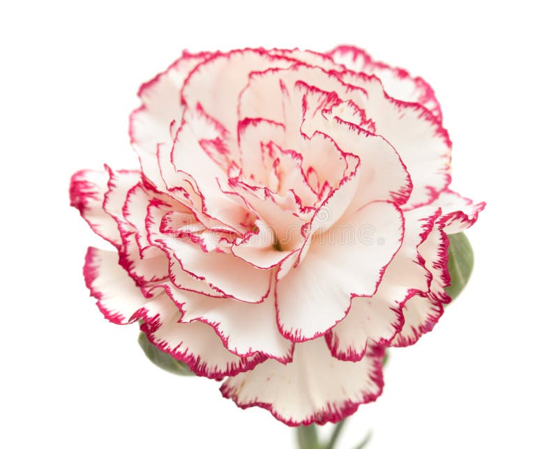 Variegated carnation stock image. Image of freshness - 61883725