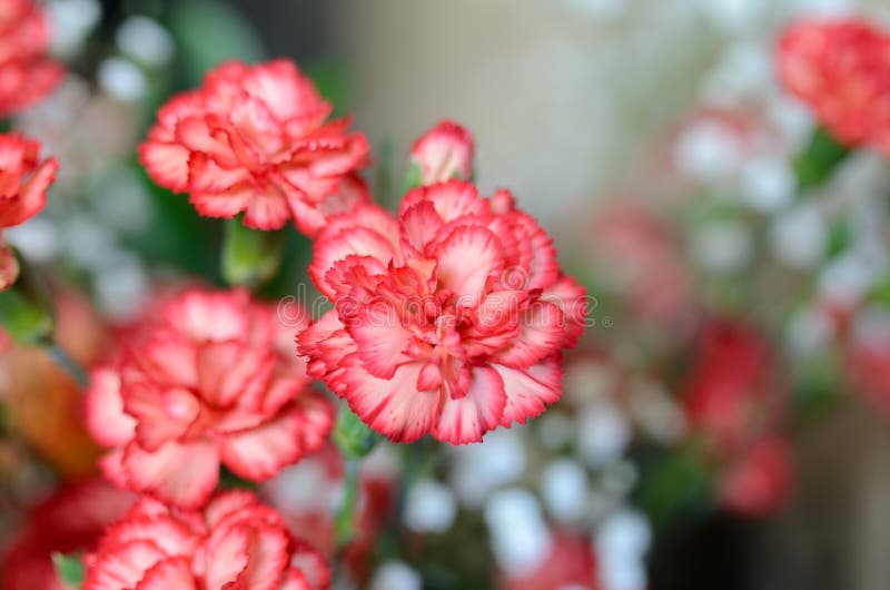 Variegated carnations stock photo. Image of plant, petal - 53696372