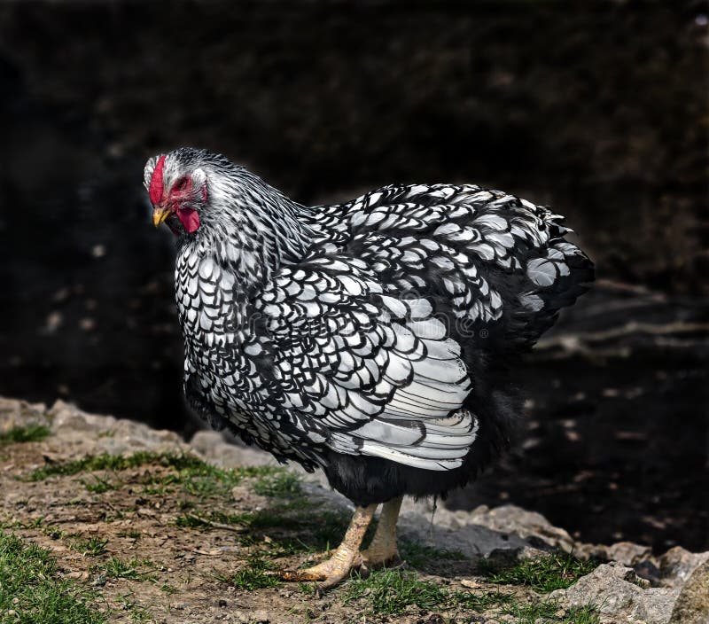 Variegated chicken 1 stock image. Image of animal, wing - 383947407