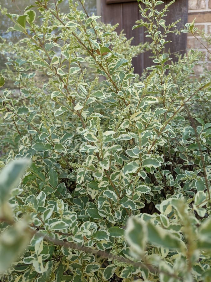 Variegated Chinese Silver Grass Stock Photo - Image of garden, leaf ...