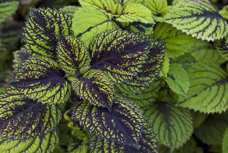 Variegated Coleus Mascara Mesh Stock Photo - Image of variegated, lush ...