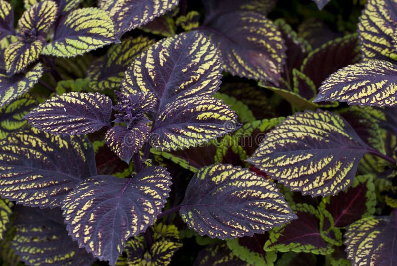 Variegated Coleus Mascara Mesh Stock Photo - Image of lush, variegated ...