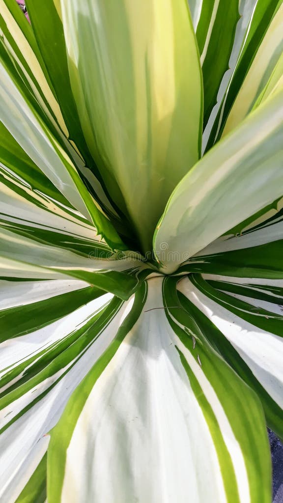 Variegated False Agave stock photo. Image of grass, plant - 218944076