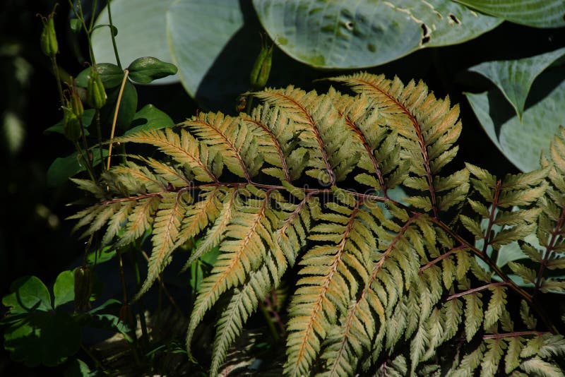 Variegated fern stock image. Image of plant, leaf, fern - 72725577