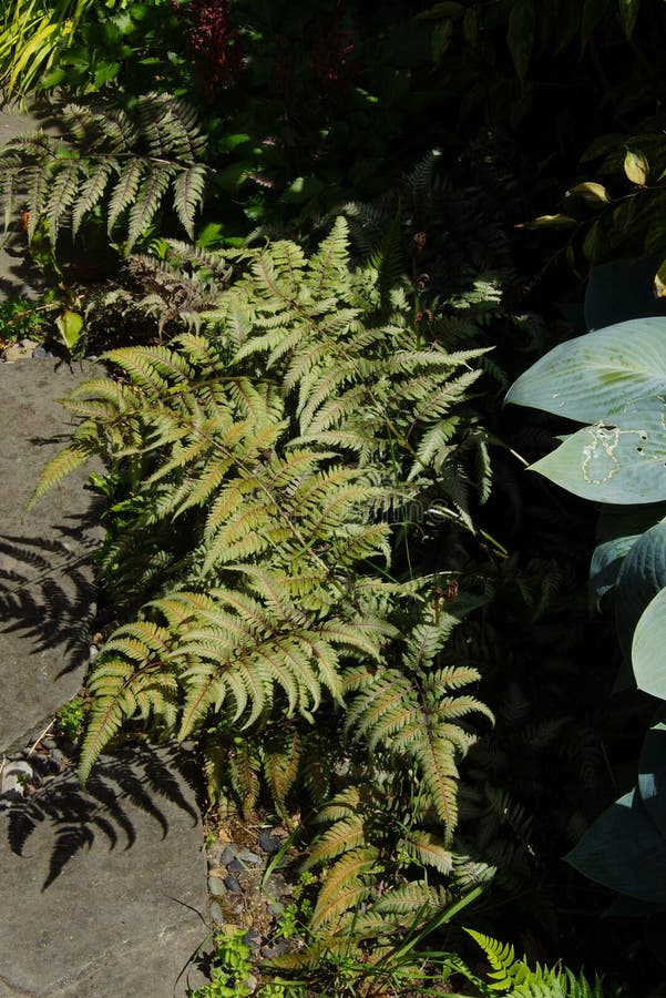 Variegated Fern in a Seattle Garden Stock Image - Image of color, fern ...