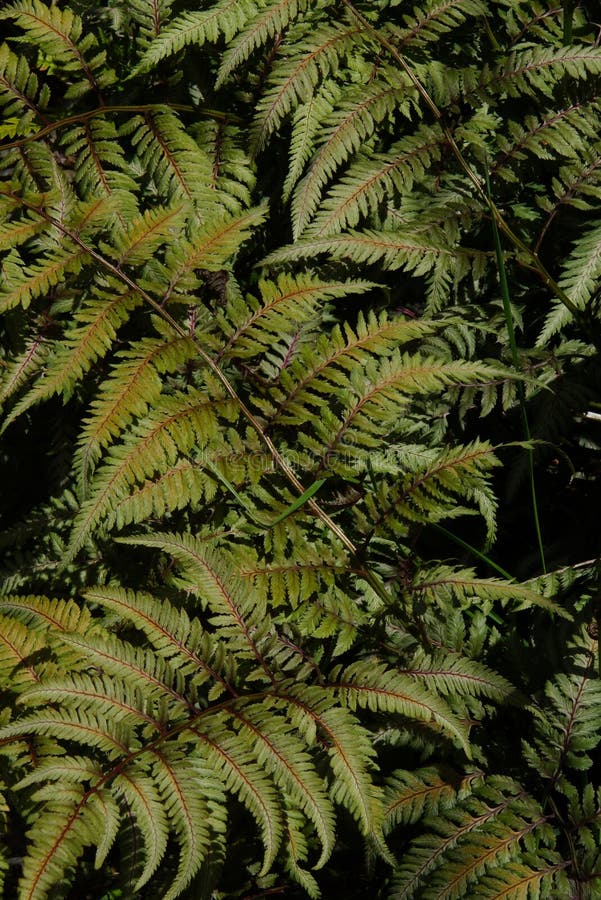 Variegated Fern in a Seattle Garden Stock Photo - Image of summer ...
