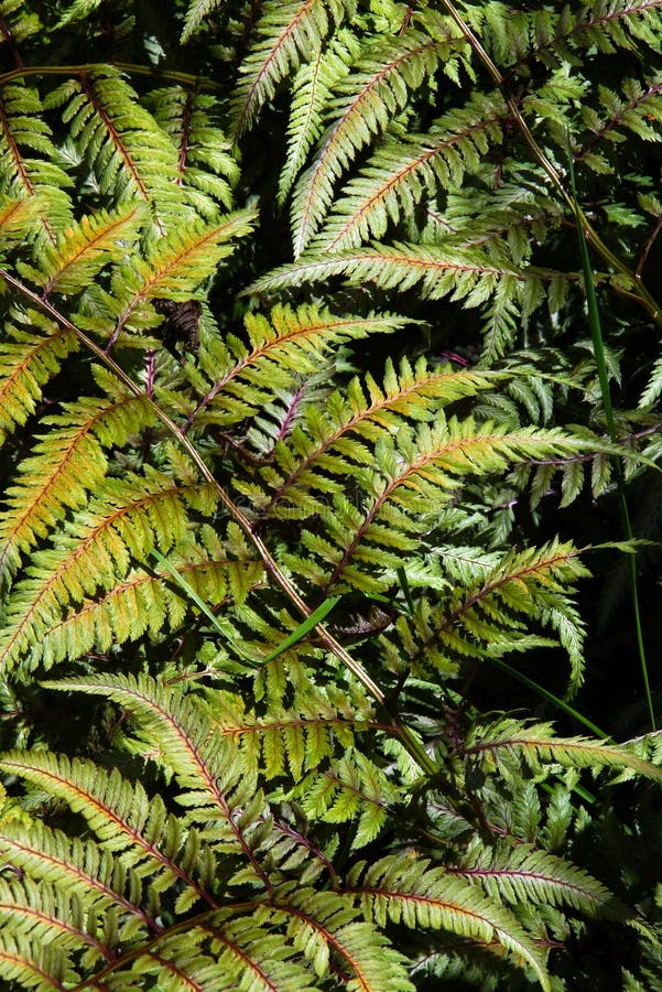 Variegated Fern in a Seattle Garden Stock Image - Image of plant ...