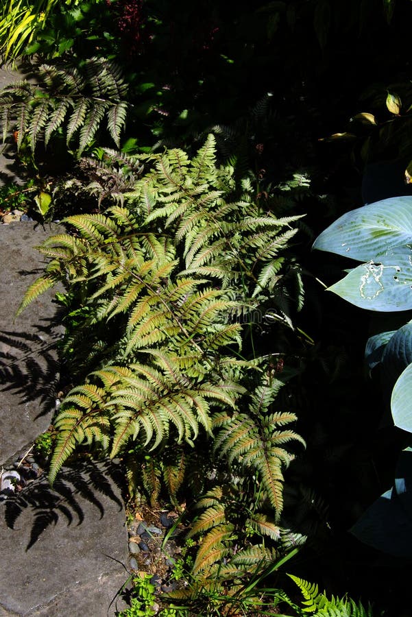 Variegated fern stock image. Image of multicolor, vegetation - 75436127