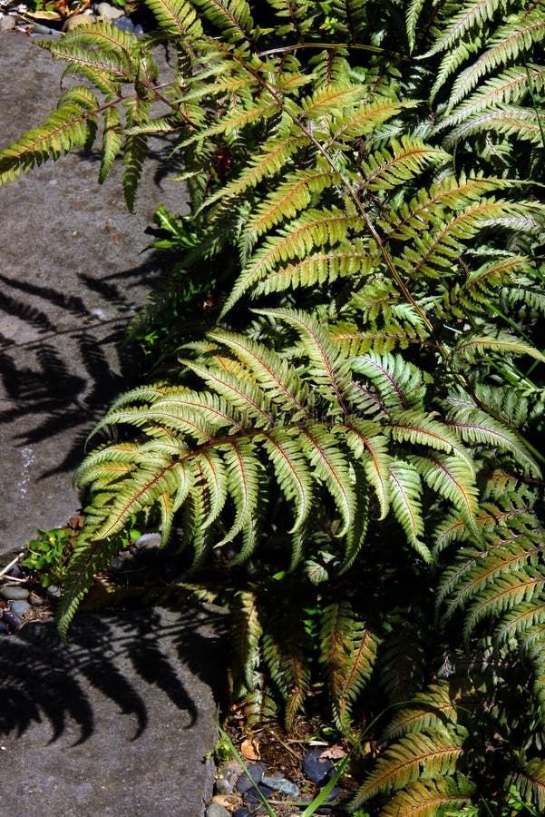 Variegated Fern in a Seattle Garden Stock Image - Image of plant ...