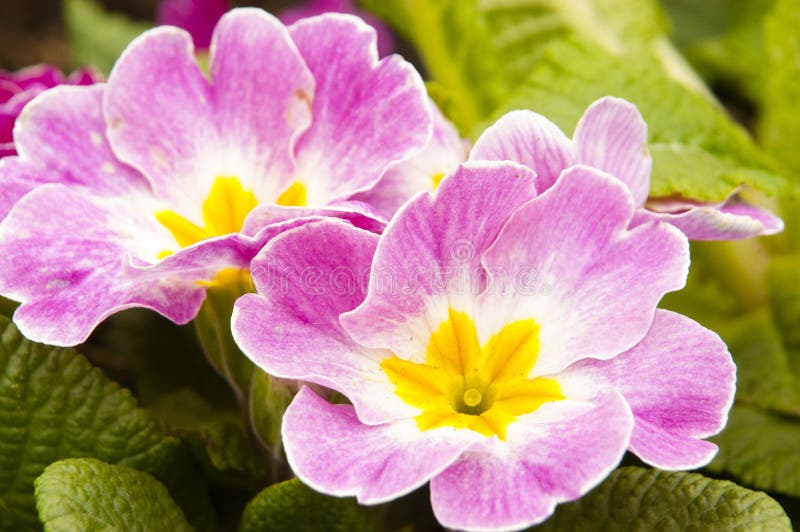 Variegated flowers stock photo. Image of detail, stamen - 37351974