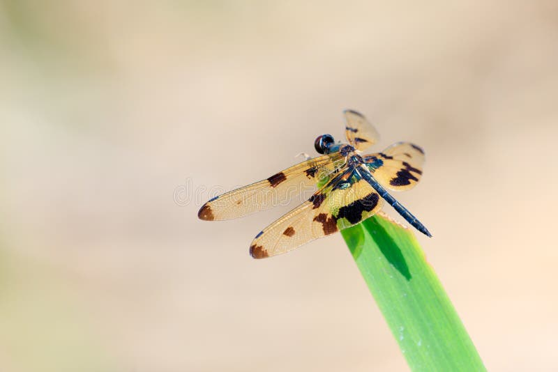 Variegated Flutterer Dragonfly Stock Photo - Image of wing, perchsed ...