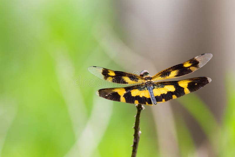 Variegated Flutterer - Portrait of Dragonfly Stock Photo - Image of ...