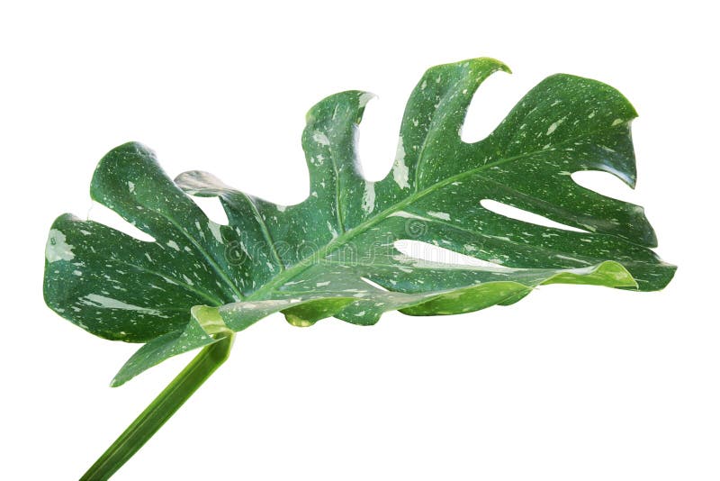 Variegated Foliage Leaf of Monstera Plant Isolated on White Background ...