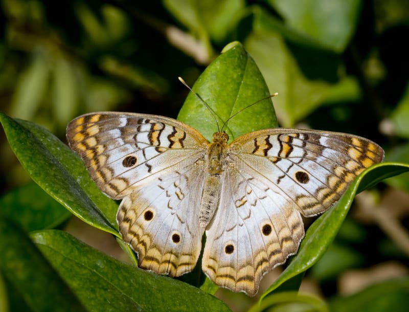 Variegated Fritillary Butterfly Stock Photo - Image of spots, beautiful ...