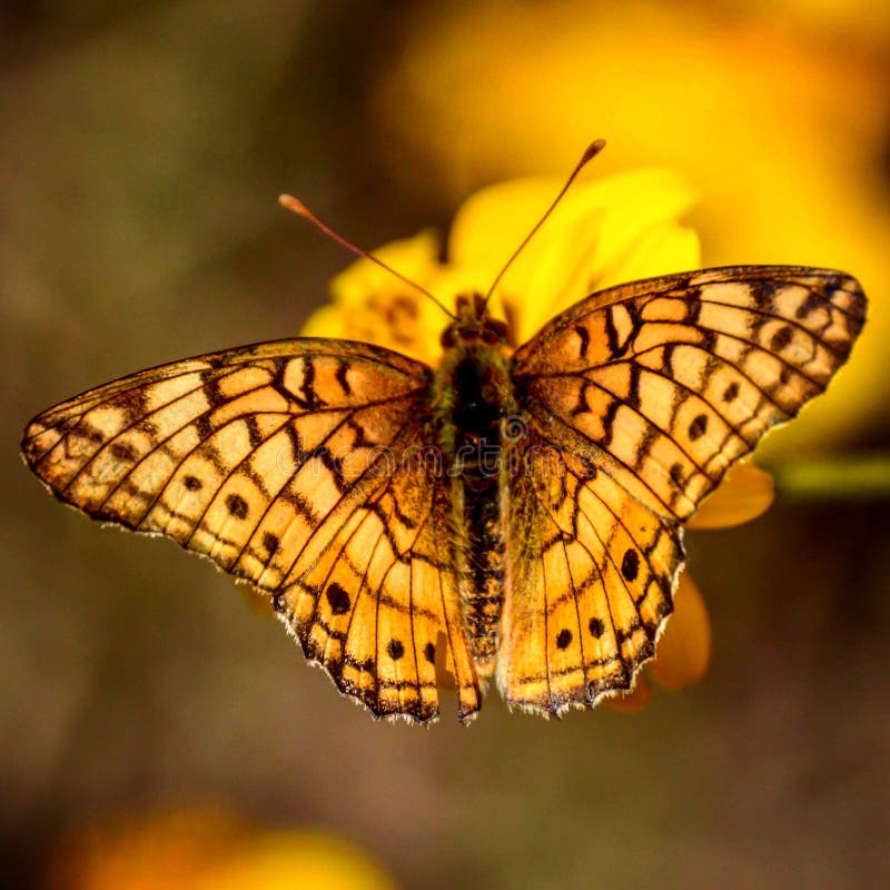 Variegated Fritillary Butterfly Stock Image - Image of colorful, texas ...