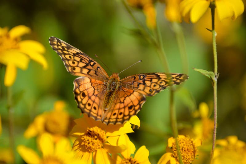 Variegated fritillary stock photo. Image of pollinator - 79891852