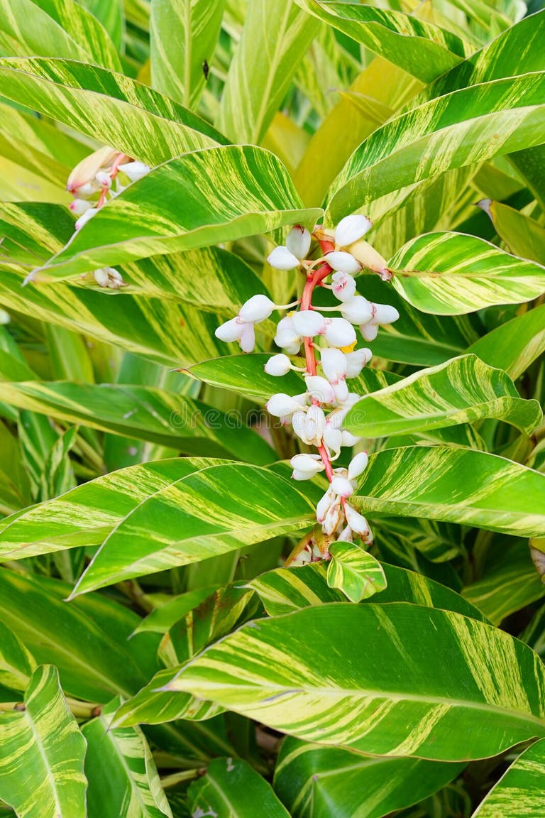 337 Shell Ginger Flower Stock Photos - Free & Royalty-Free Stock Photos ...