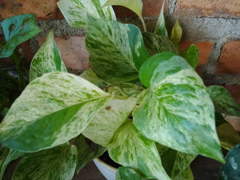 Variegated golden pothos stock image. Image of sell - 341122041