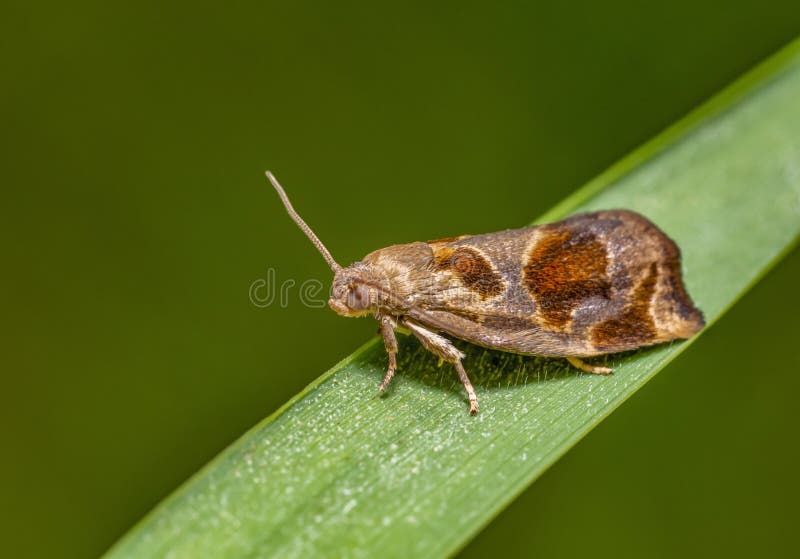 Variegated golden tortrix stock image. Image of grass - 284214693