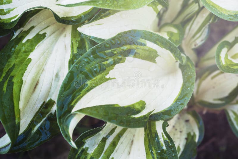 Variegated Green Leaves of Hosts with White Stripes As Background Stock ...