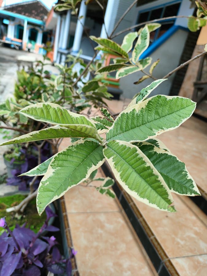 Variegated Guava Leaves Plant Stock Image - Image of green, garden ...