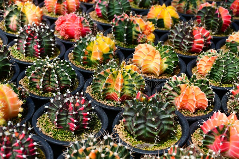 Variegated Gymnocalycium in Open Cactus Farm Stock Image - Image of ...