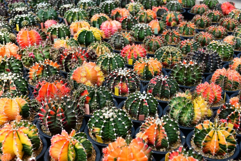 Variegated Gymnocalycium in Open Cactus Farm Stock Image - Image of ...