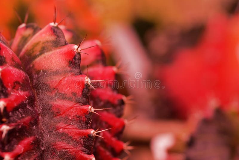Variegated Gymnocalycium, Ruby Red Cactus Stock Image - Image of plant ...