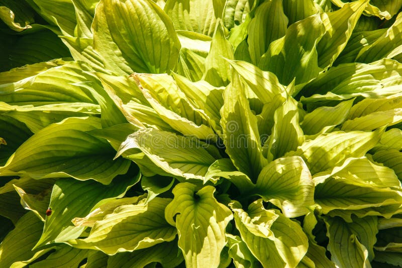 A Variegated Hosta Aurea Plant Growing in the Garden. Stock Photo ...