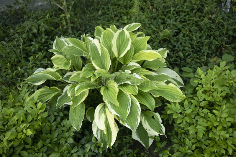 A Variegated Hosta Plant Growing in the Garden Stock Photo - Image of ...