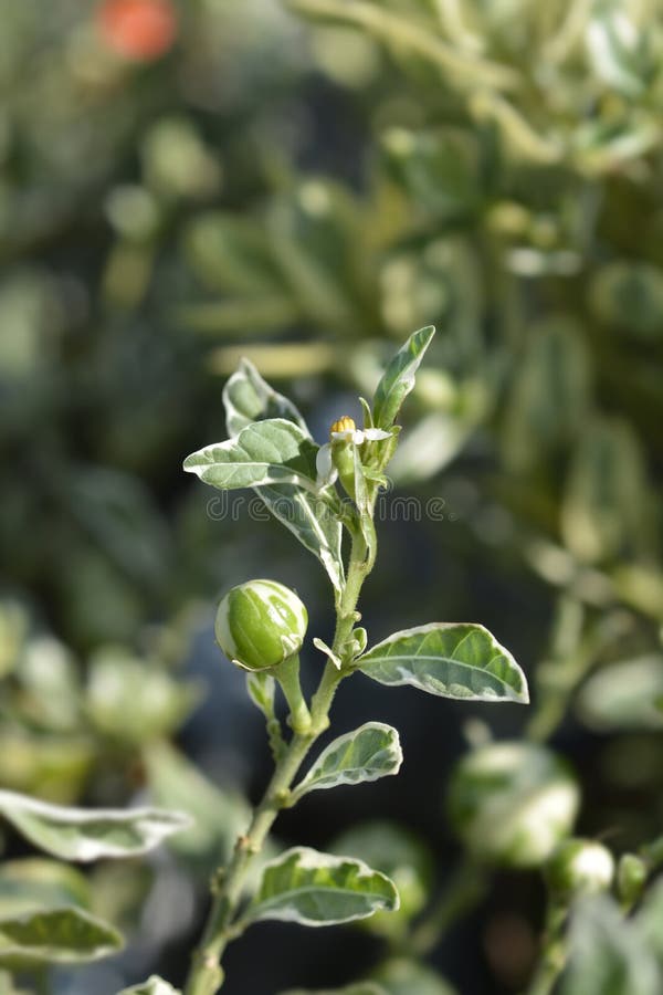 Jerusalem Cherry Winter Cherry ( Solanum Pseudocapsicum ) Berries ...