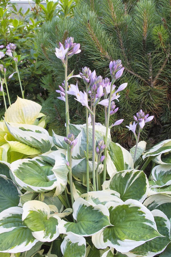Variegated Leaf Hostas in Bloom Stock Image - Image of foliage, pine ...