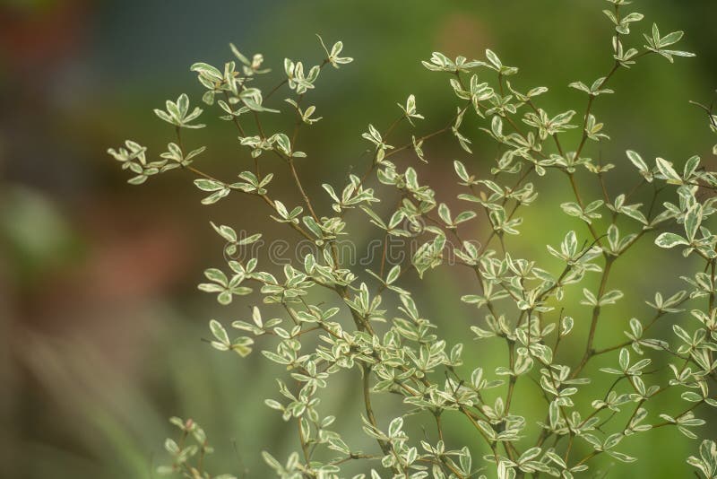 African Talisay Stock Photos - Free & Royalty-Free Stock Photos from ...