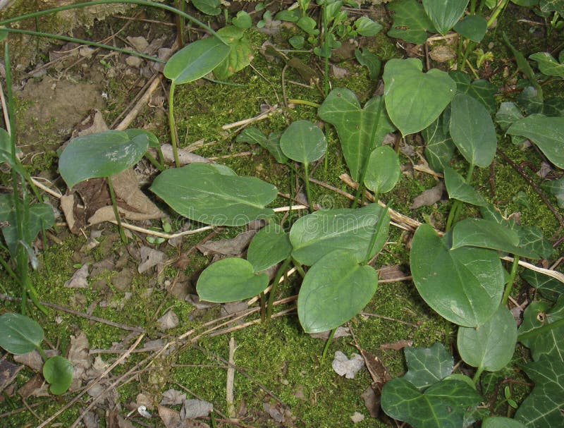 Variegated Leaves of Arum Italicum Stock Photo - Image of lordsladies ...
