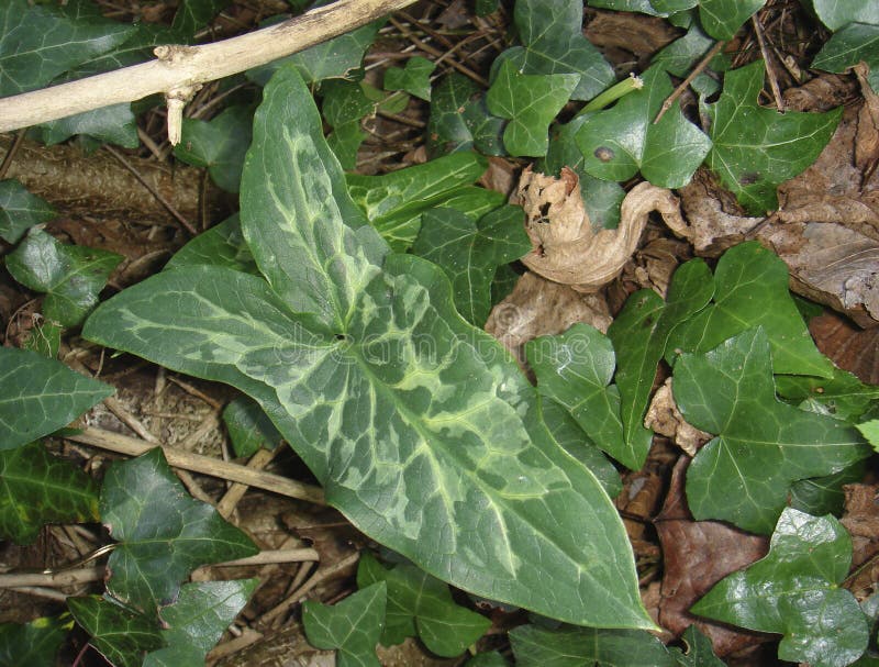 Variegated Leaves of Arum Italicum Stock Photo - Image of perennial ...