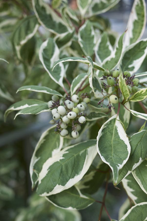 293 Variegated Cornus Stock Photos - Free & Royalty-Free Stock Photos ...