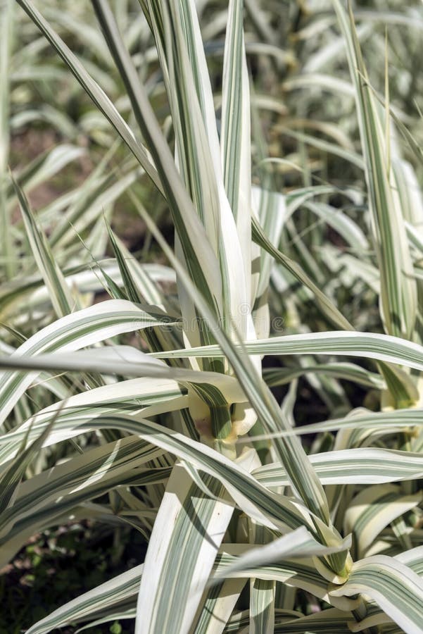 Variegated Leaves of a Giant Reed Stock Image - Image of green ...