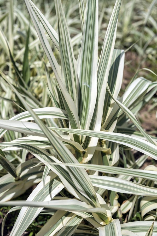 Variegated Leaves of a Giant Reed Stock Image - Image of giant, french ...