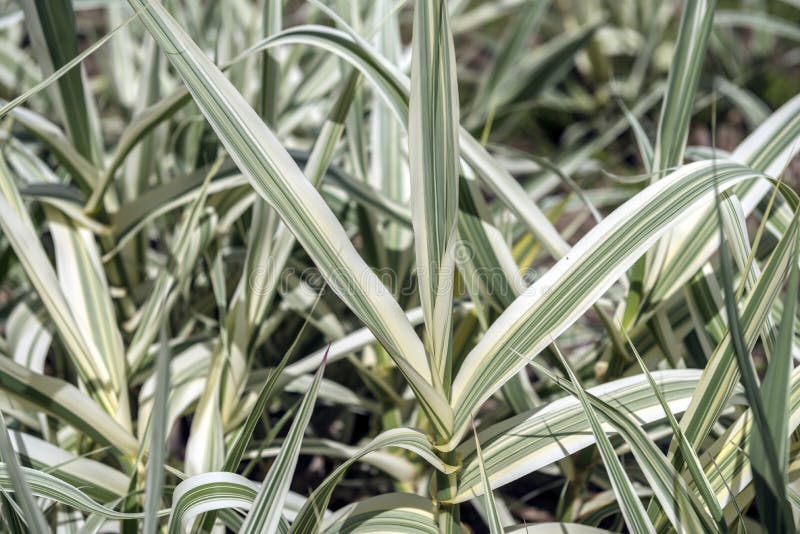 Variegated Leaves of a Giant Reed Stock Image - Image of laces, arundo ...