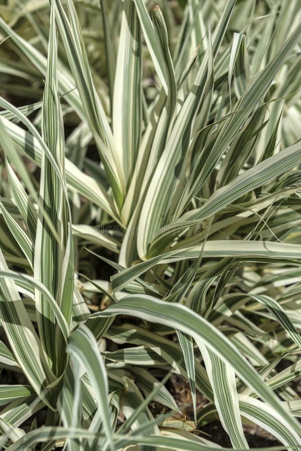 Variegated Leaves of a Giant Reed Stock Image - Image of beautiful ...