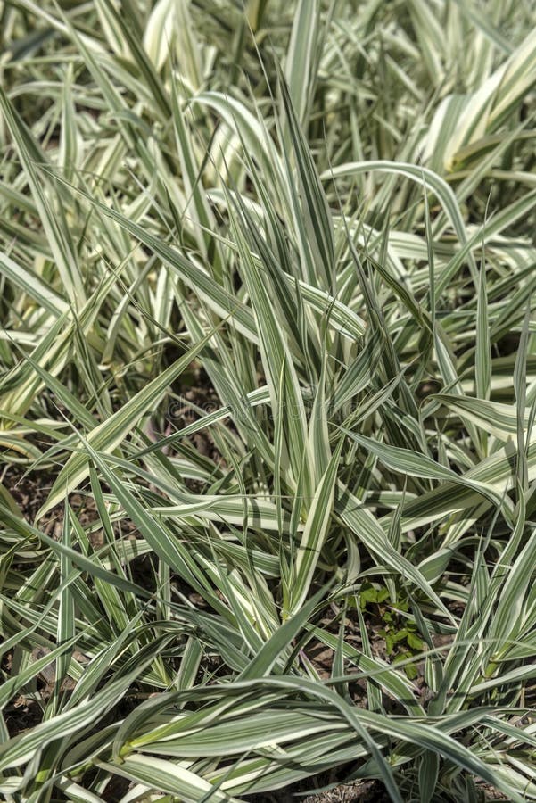 Variegated Leaves of a Giant Reed Stock Image - Image of botany ...